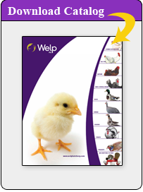 Welp Hatchery - Chicken Hatchery selling poultry such as Chicks ...