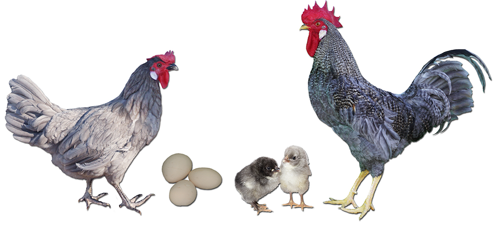 7 (6?) Boys, Re-Banded and Photographed | Page 2 | BackYard Chickens ...