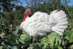 Poultry catalog of chickens for sale, as well as turkeys, pheasants ...